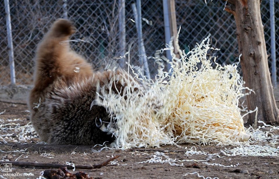 როგორ თამაშობენ დათვები ზოოპარკისთვის ნაჩუქარი ჩიჩილაკებით ...