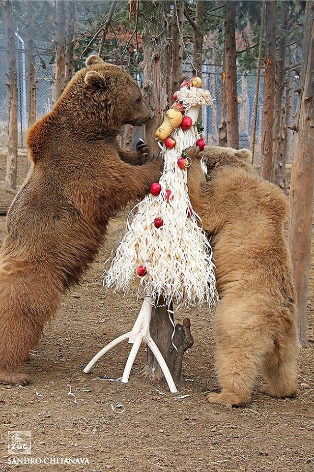 როგორ თამაშობენ დათვები ზოოპარკისთვის ნაჩუქარი ჩიჩილაკებით ...