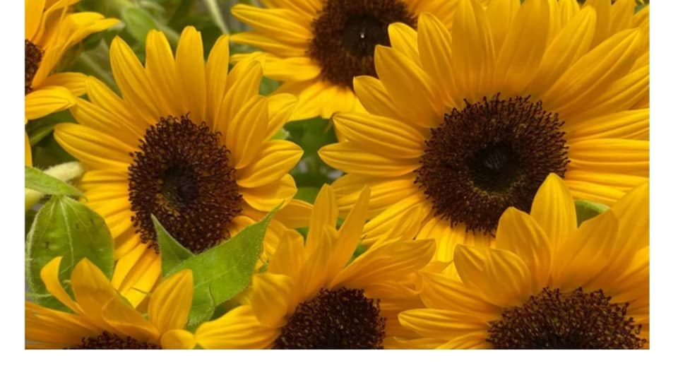 მზესუმზირები დაღუპული შვილებისთვის და ყვავილები სტიქიით განადგურებული ...