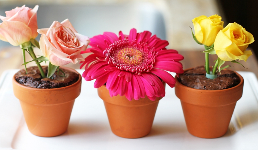 ყველაზე ალერგიული ქოთნის მცენარეები - მშობლები