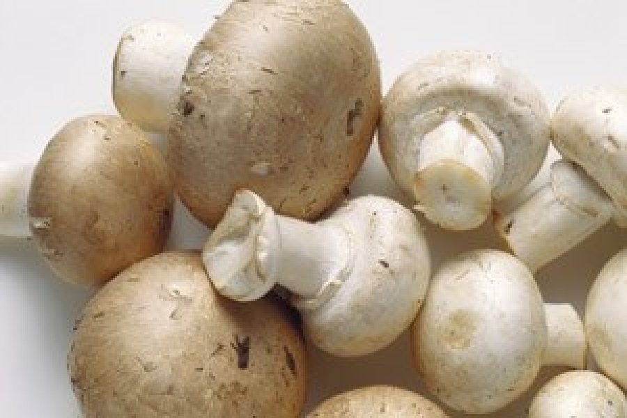 რას წარმოადგენს სოკოს ჩინური კონსერვები ჩვენს სუპერმარკეტებში - მშობლები